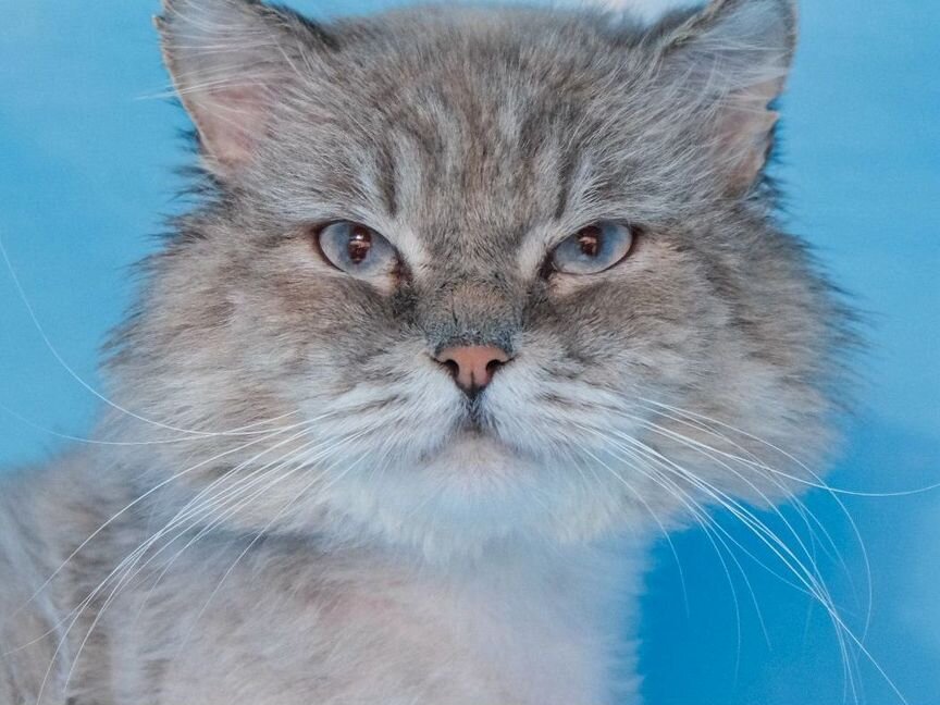 Роскошный голубоглазый котище Норд