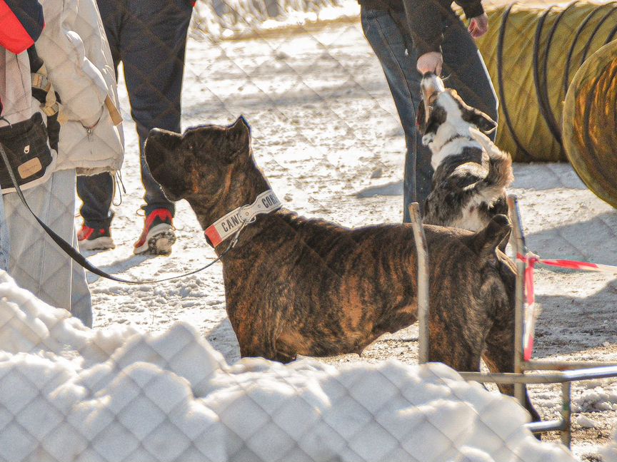 Щенки Кане корсо