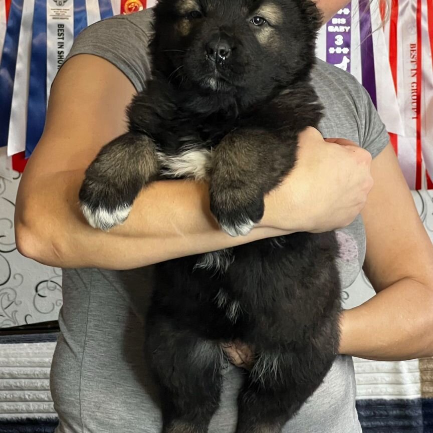 Щенки кавказской овчарки