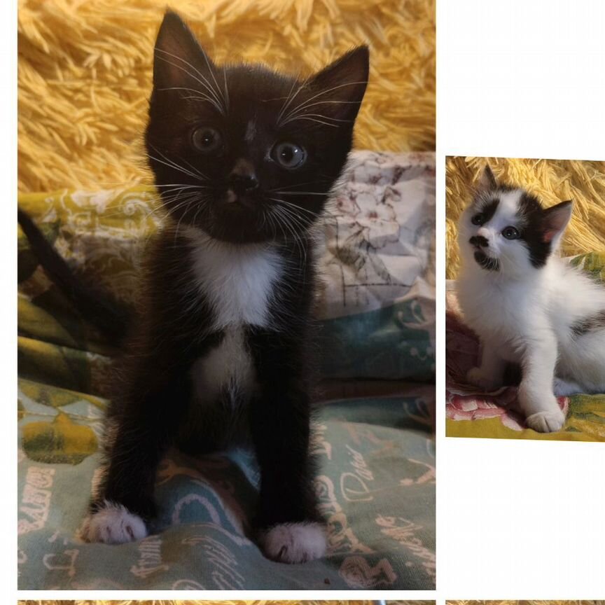 Котята
