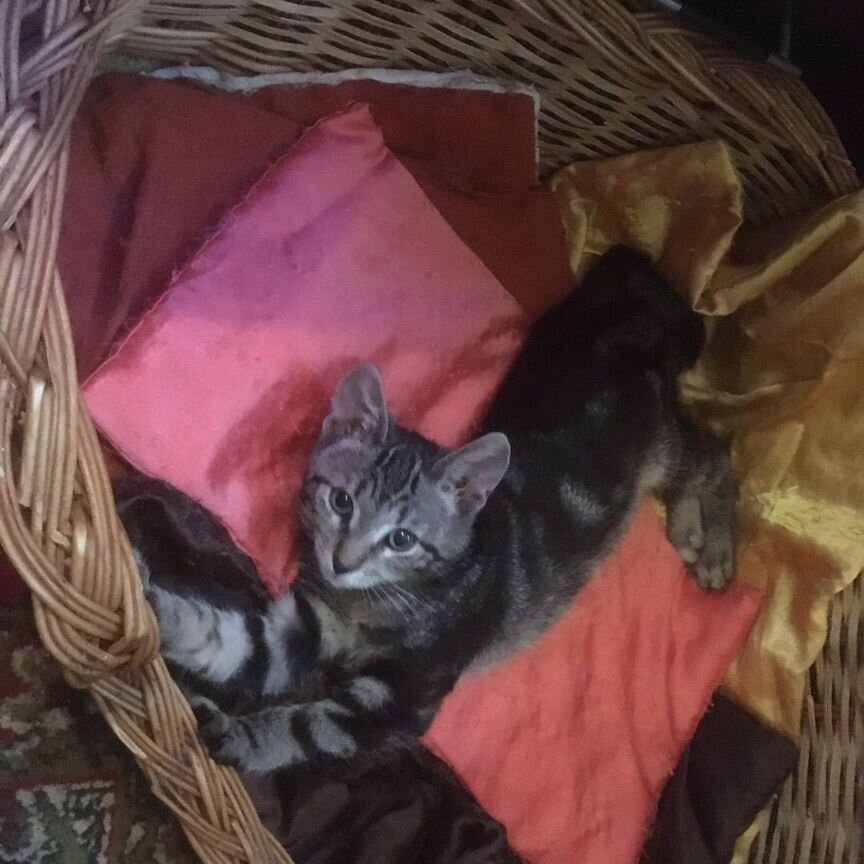 Котенок