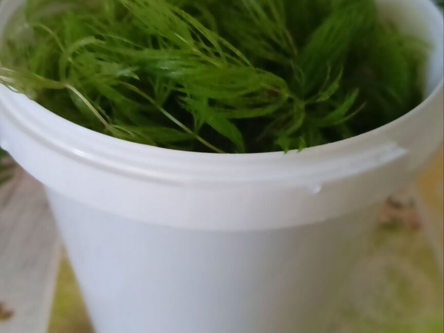 Аквариумные растения