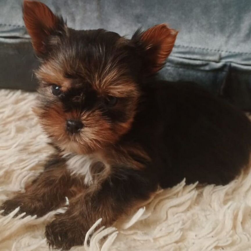 Йоркширский терьер, щенок