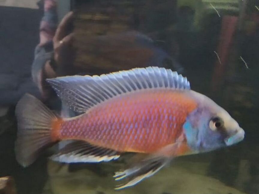 Малавийские цихлиды