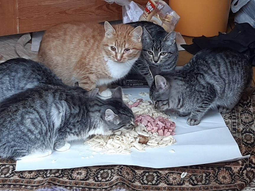 Кошка в дар
