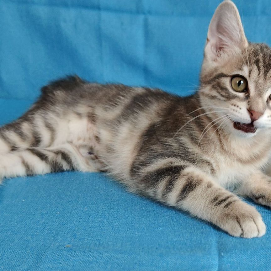 Котята курильский бобтейл