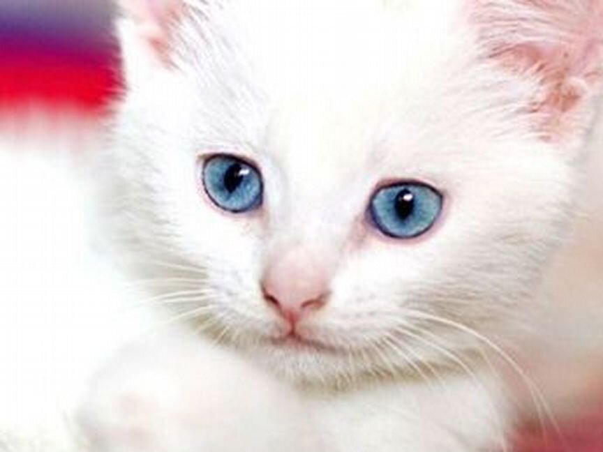 Прекрасное создание редкого окраса