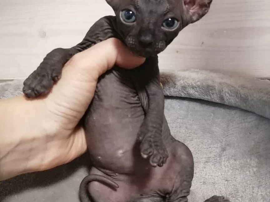 Канадский сфинкс кошка