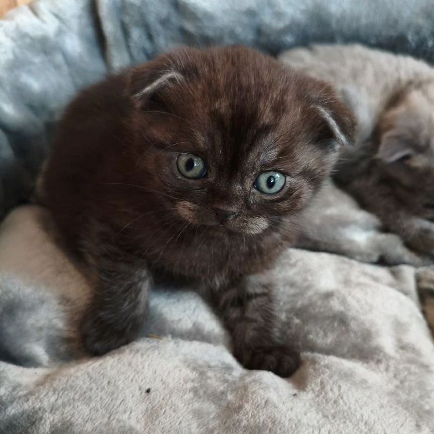 Британский короткошёрстный котёнок