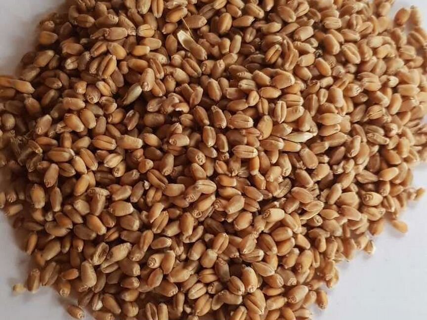 Зерно пшеница