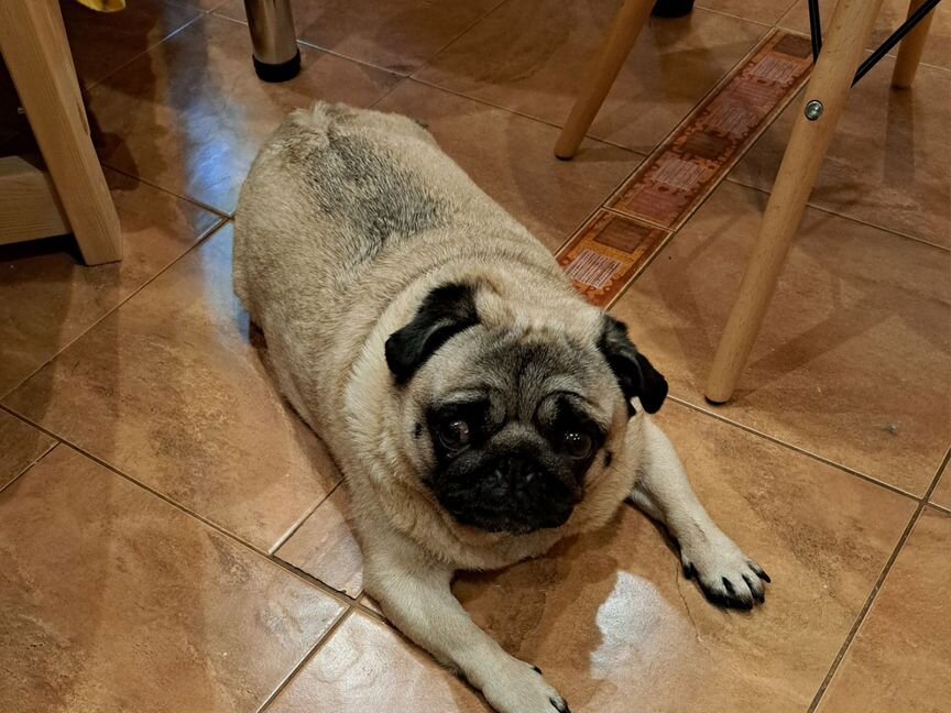 Мопс в добрые руки