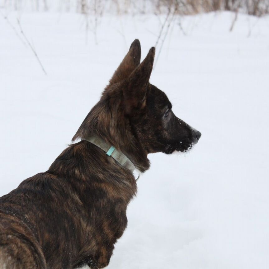 Щенки вельш-корги кардигана