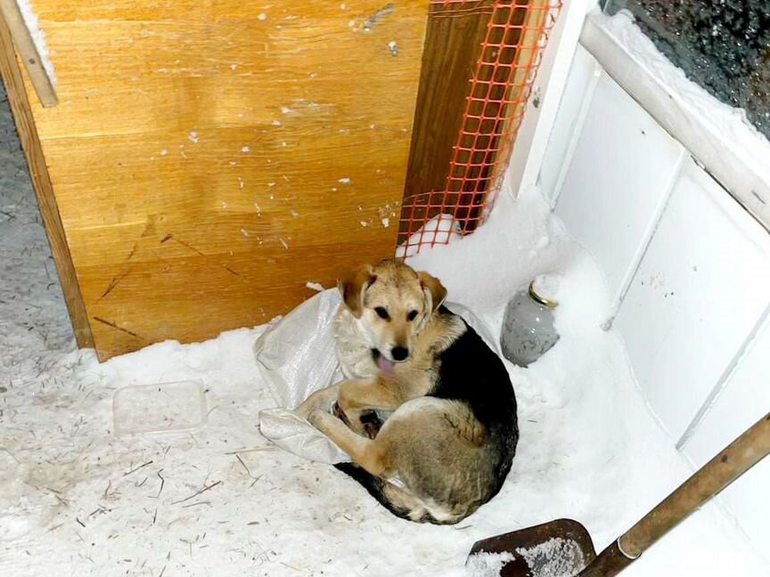Щенок на морозе замерзает, нужен дом