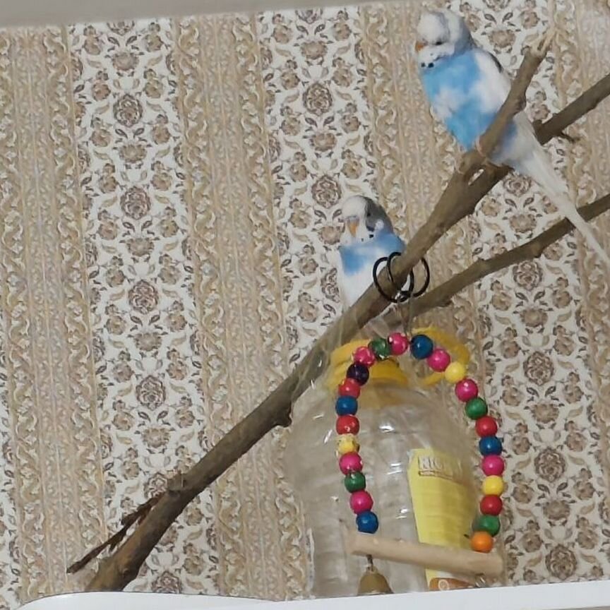 Волнистый попугай самка