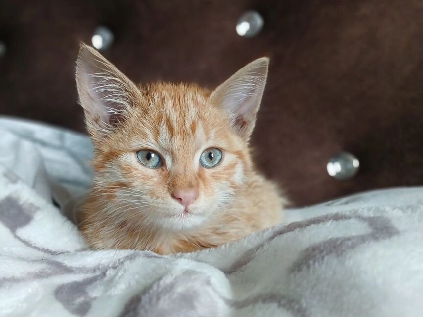 Котенок ищет дом