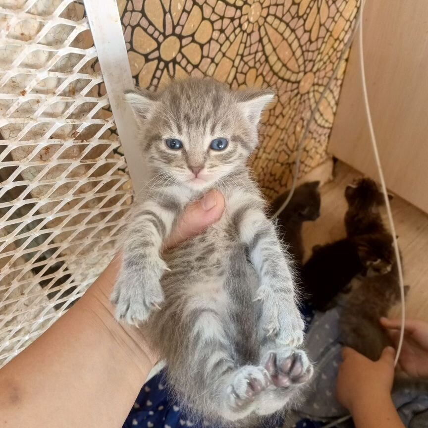 Бесплатно, котята, мышеловки