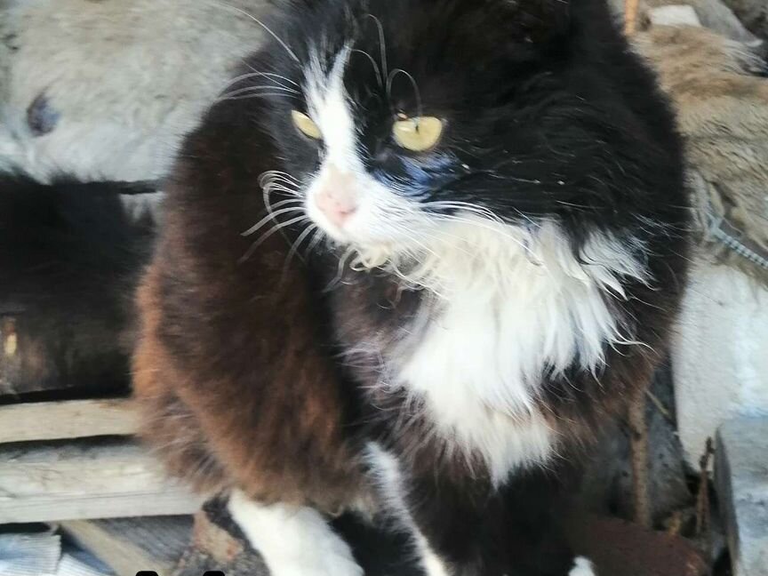 Стерелизованные кошечки в добрые руки