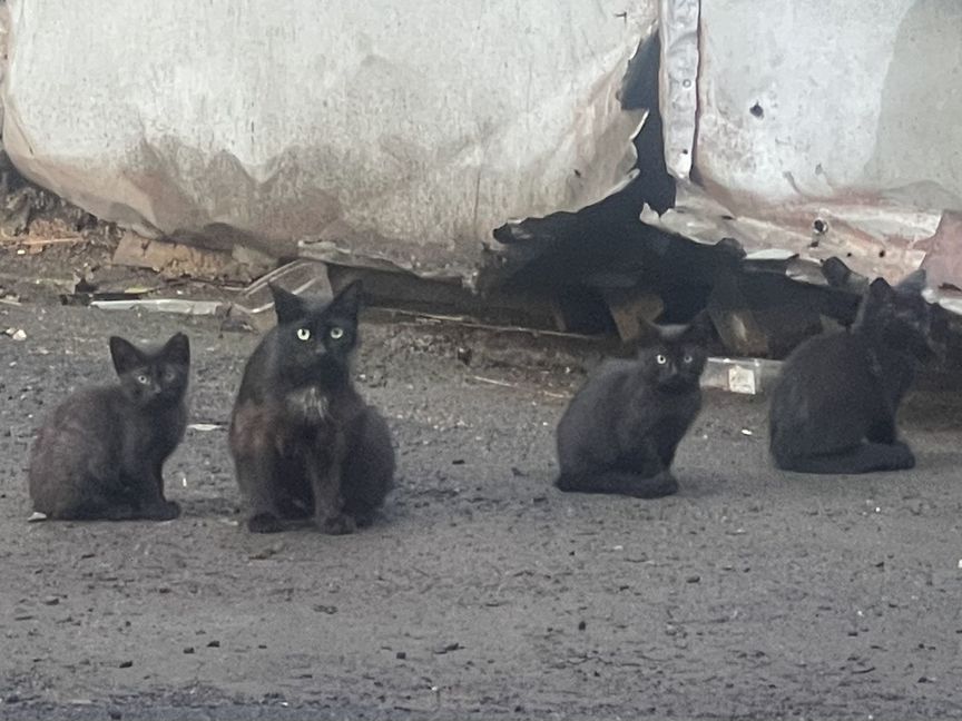 Котята угольки и мама в добрые руки