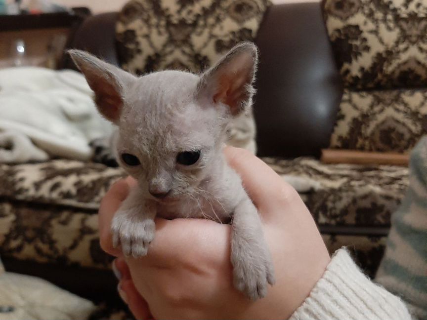 Котенок сфинкс браш