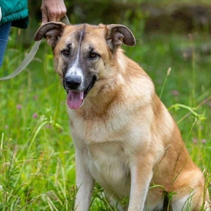 Веренея ищет любящую семью