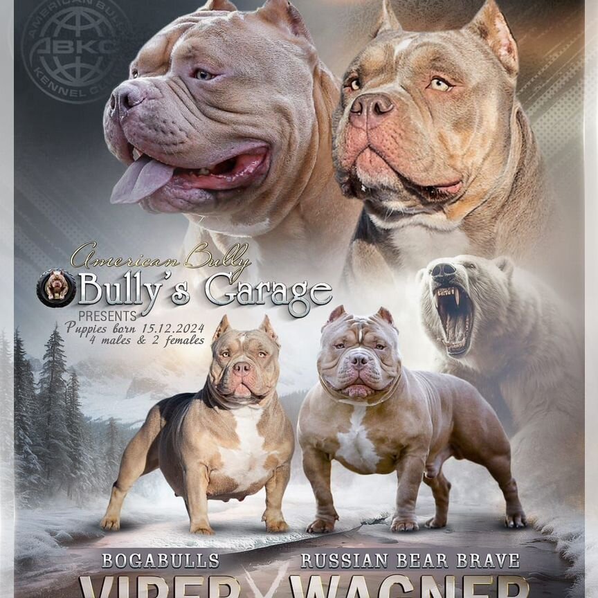 Щенки американского булли