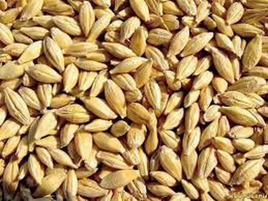 Ячмень фуражный