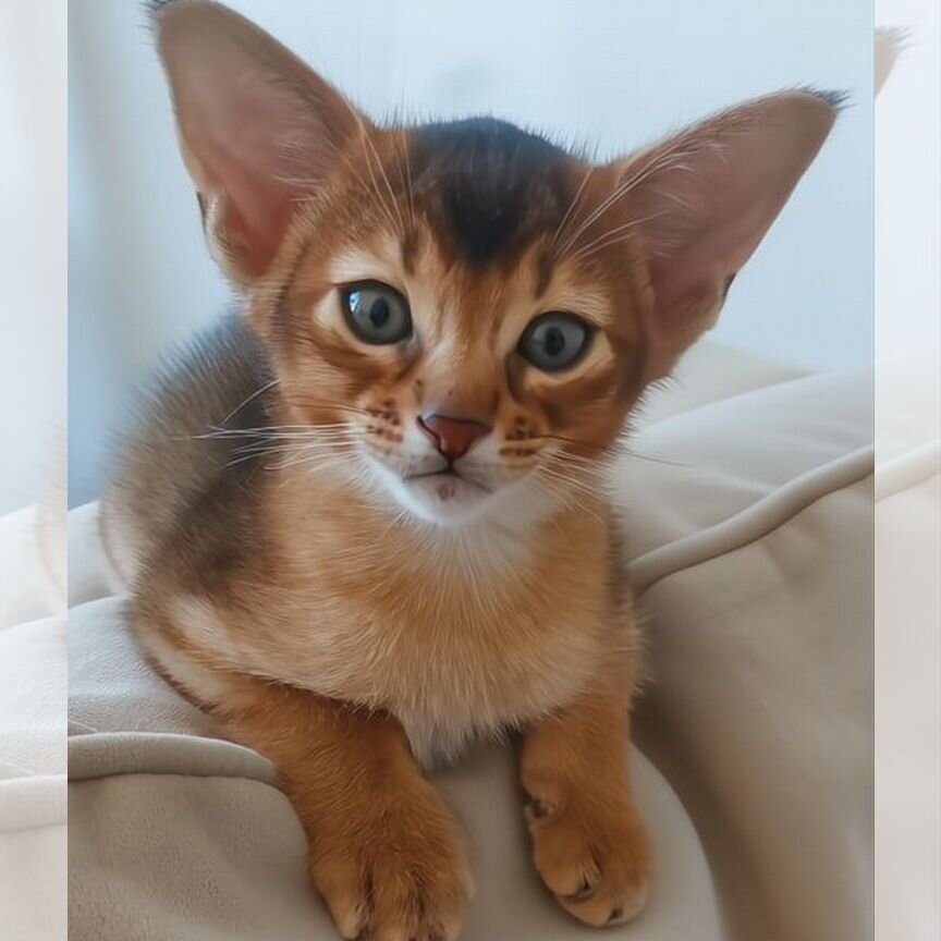 Абиссинский котёнок