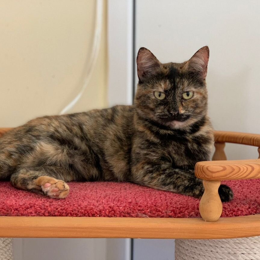 Котики и кошечки в добрые руки