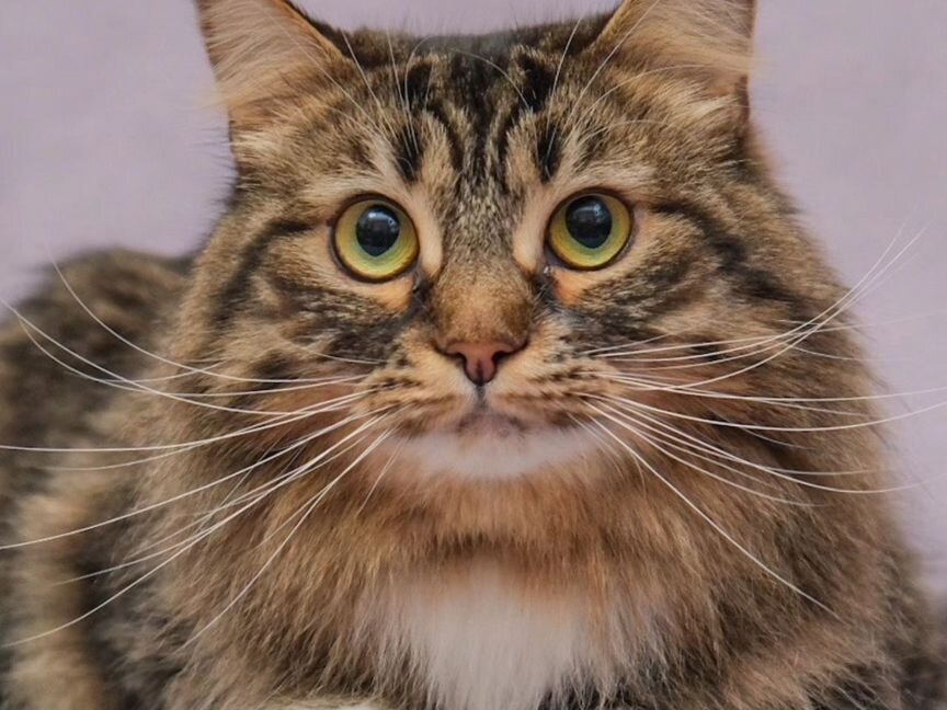 Ласковая кошка Пушинка в добрые руки