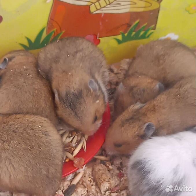 Сирийские хомячки