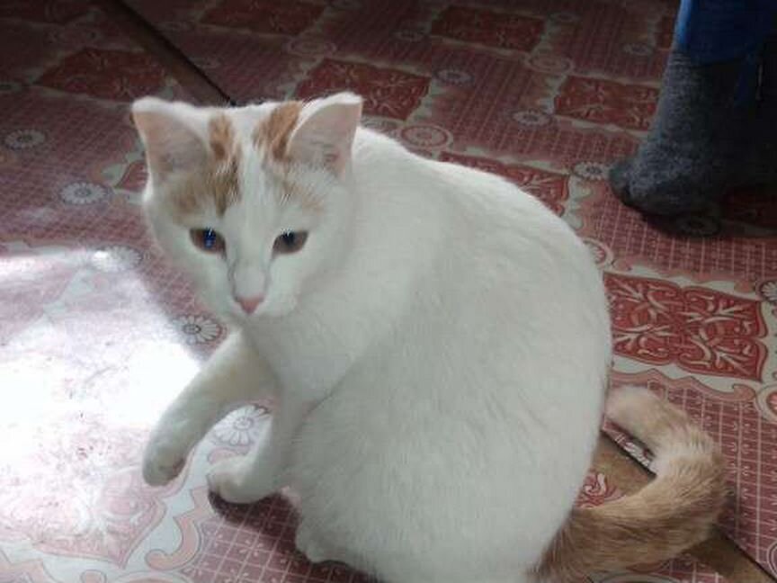 Молодая кошечка, 8мес, стерилизованая