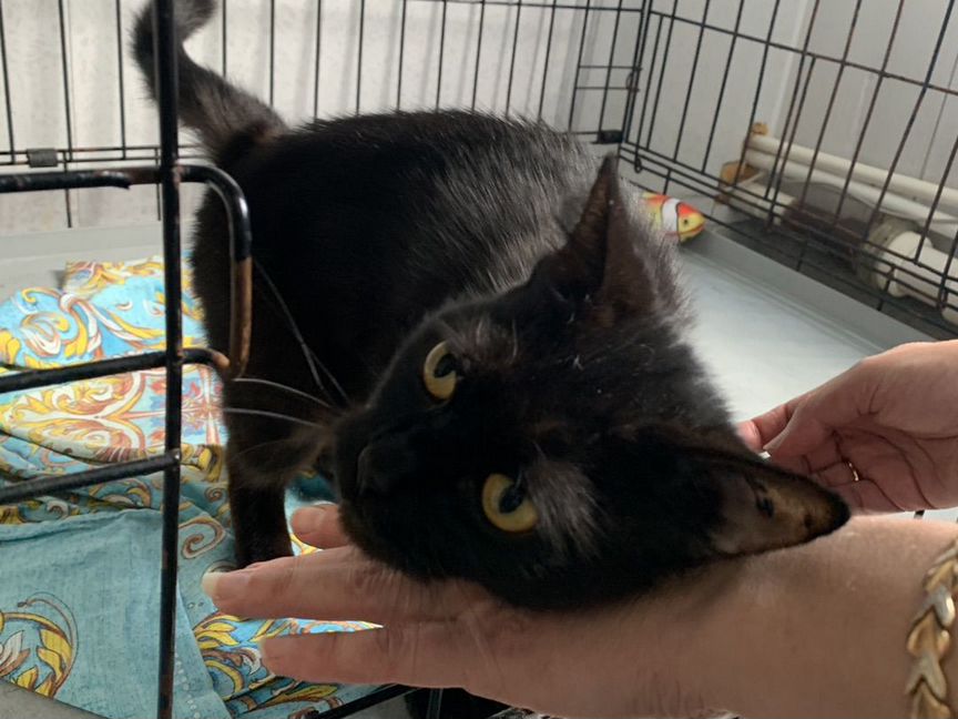 Кошечка в добрые руки