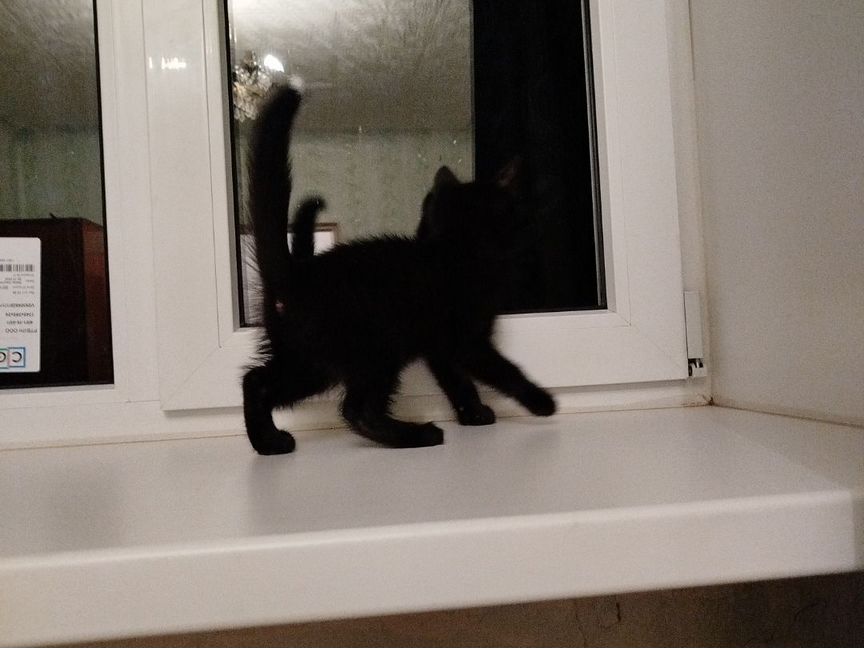 Отдам в добрые руки котят