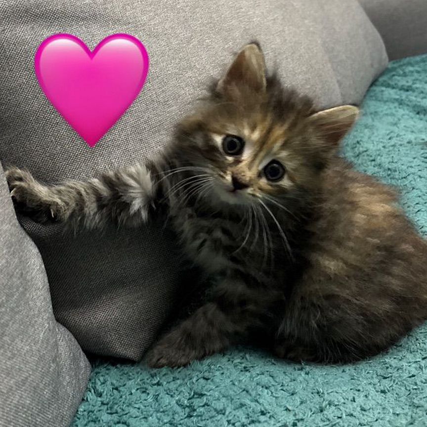 Котёнок в добрые руки