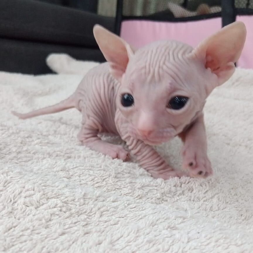 Донской сфинкс котята