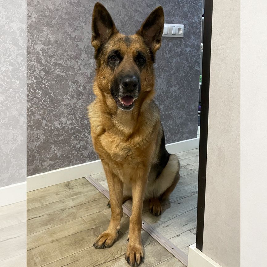 Немецкая овчарка, взрослая собака