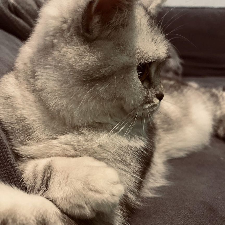 Шотландская кошка