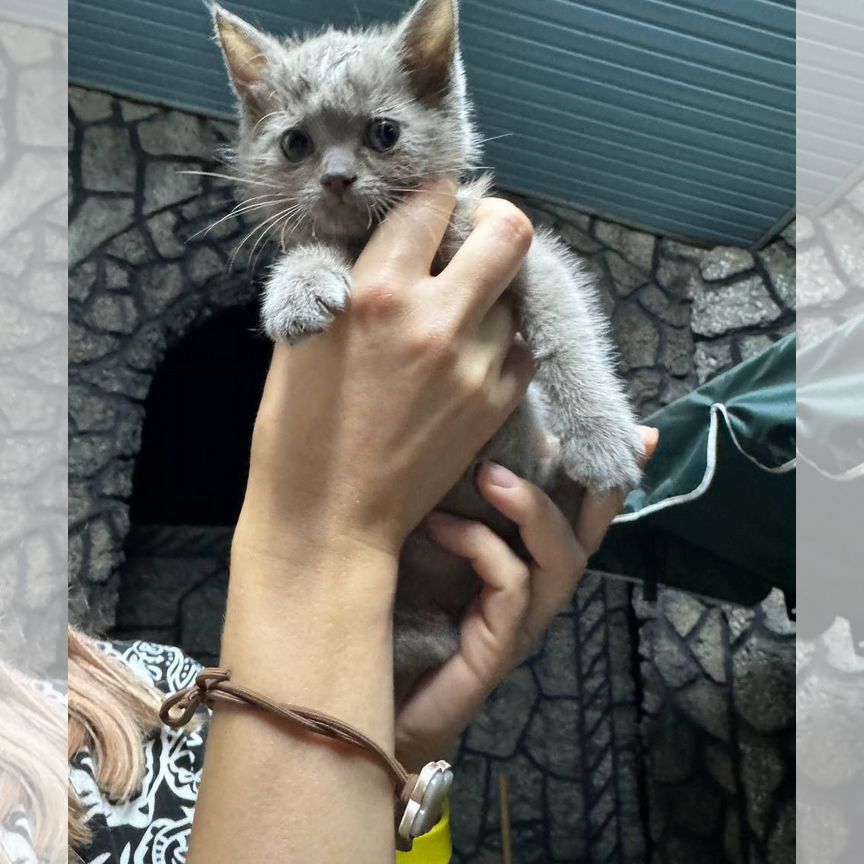 Отдаются в добрые ручки котята