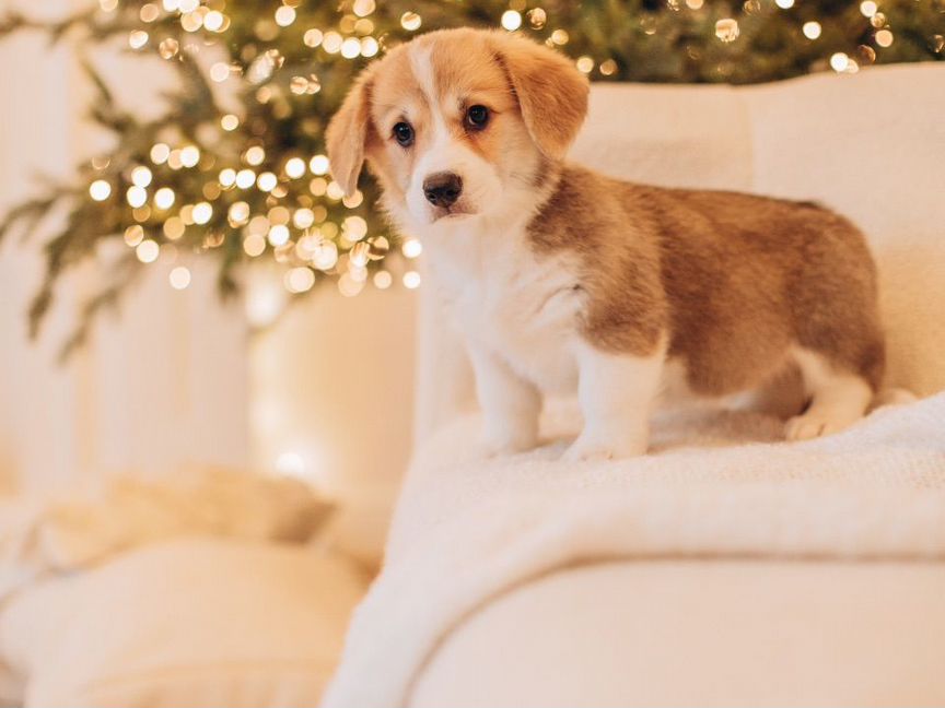 Вельш-корги щенки