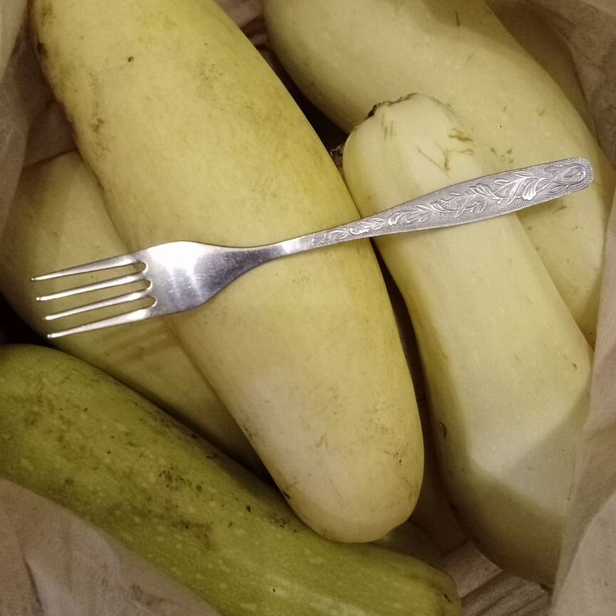 Кабачки на корм животным