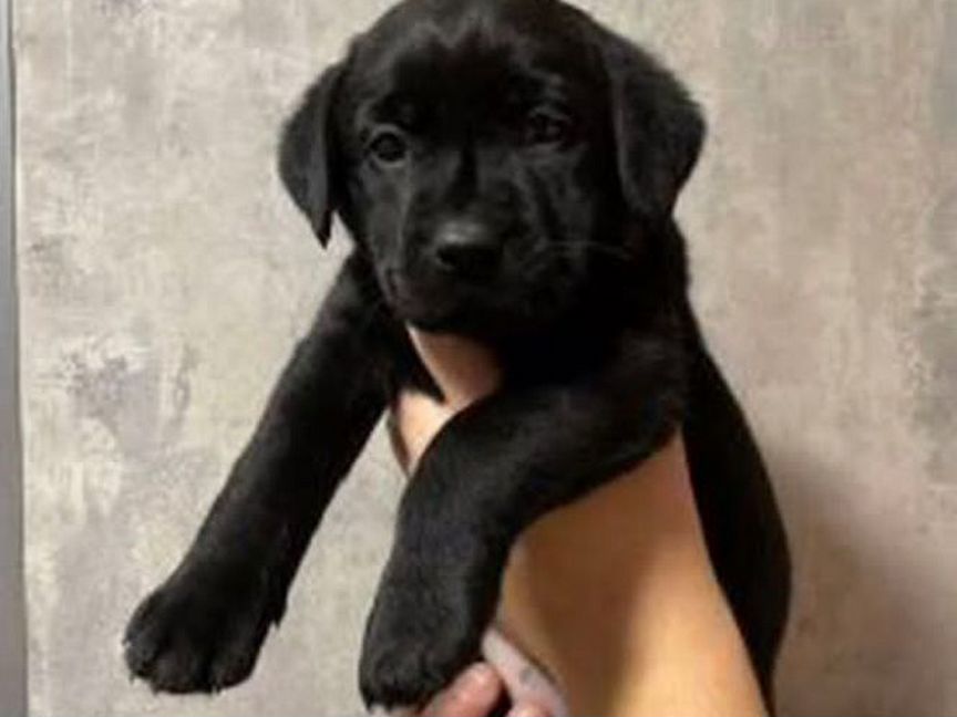 Щенки лабрадора