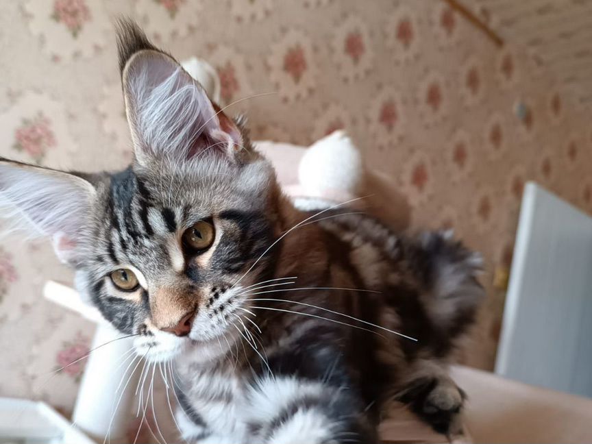 Котенок Котик мейн кун