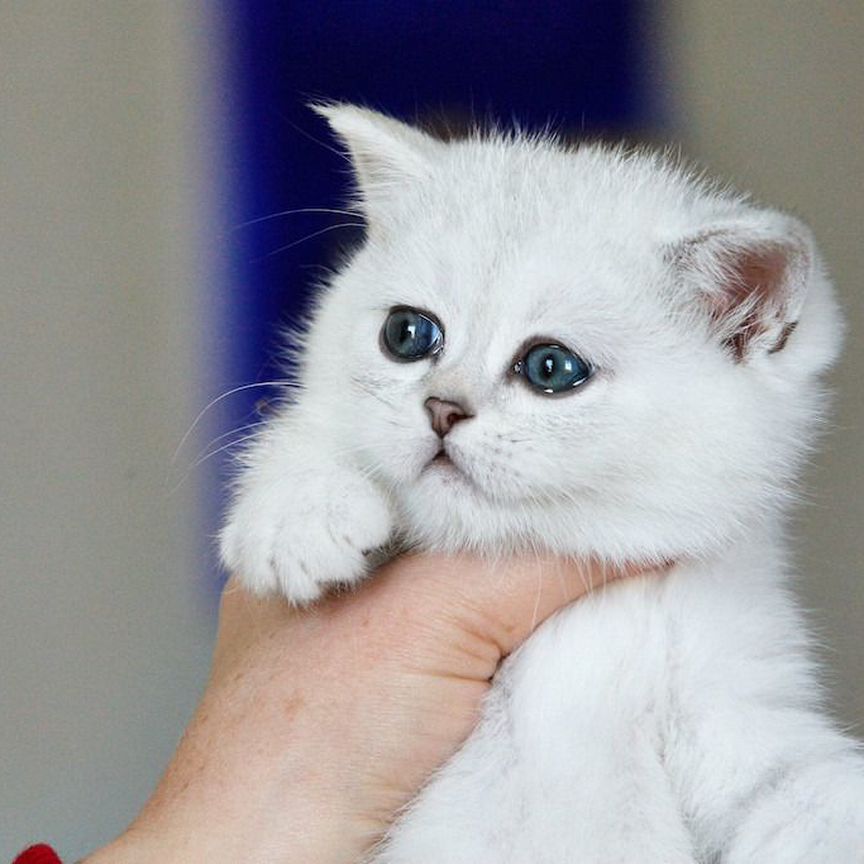 Британские серебристые котята