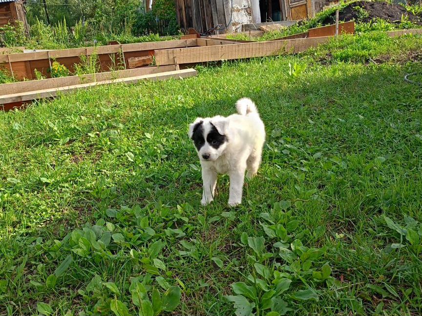 Отдам даром щенка