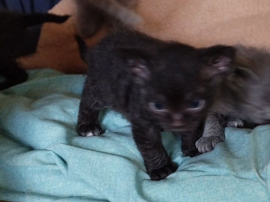 Котята сфинкс браш