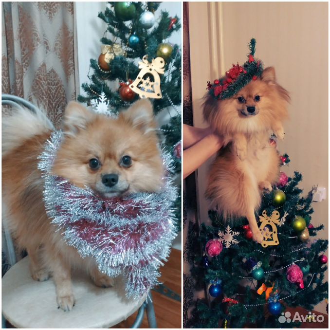 Малый немецкий шпиц вязка