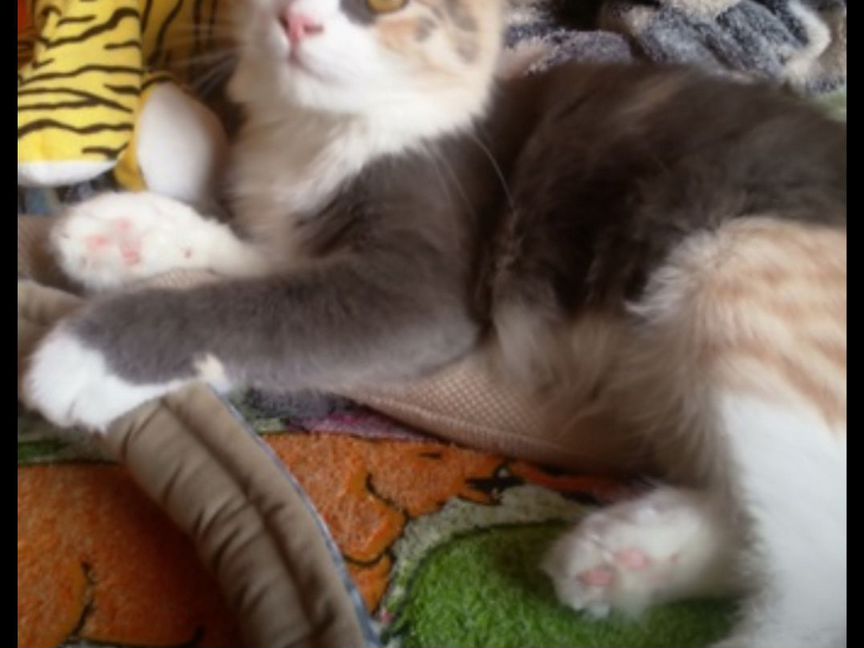 Кошечка трехцветочка стерильная очень нуждается