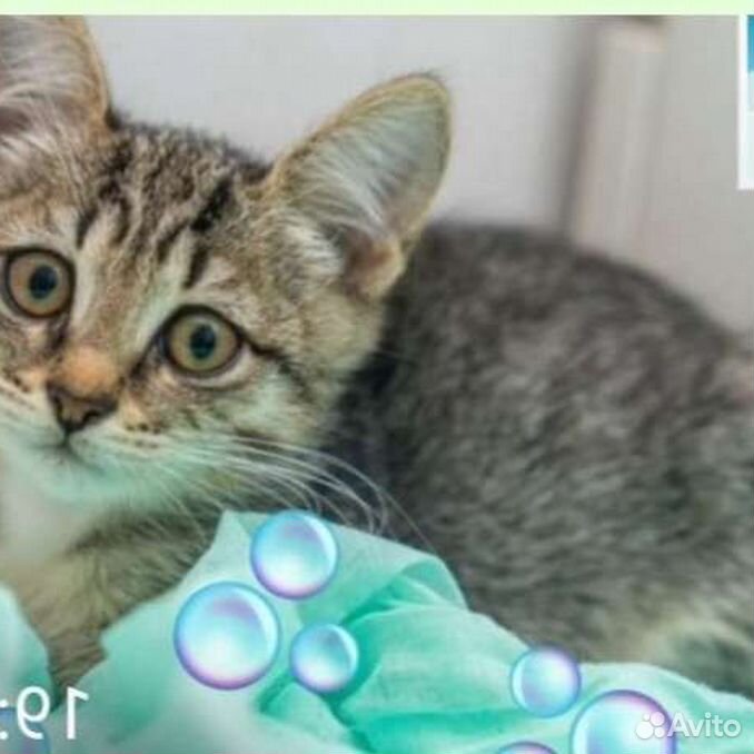 Ласковая, нежная девочка в добрые руки