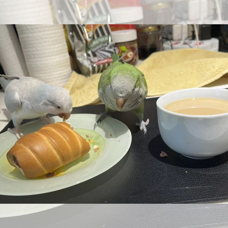 Попугай Монах Квакер