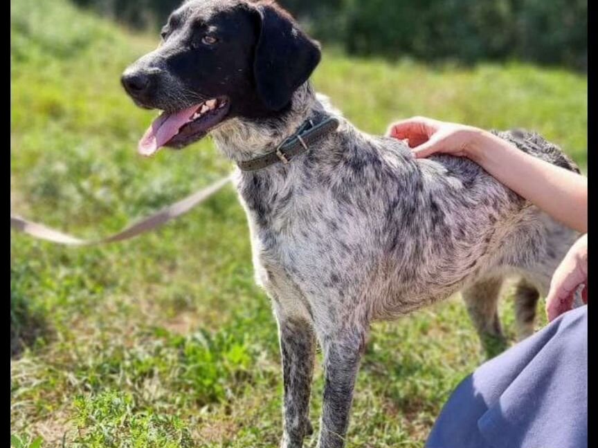 Дратхаар метис из приюта